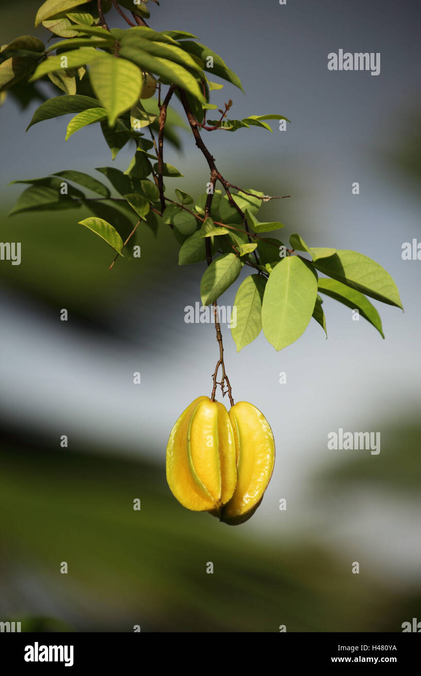 The Seychelles, tree, fruit, Stern's fruit Stock Photo - Alamy