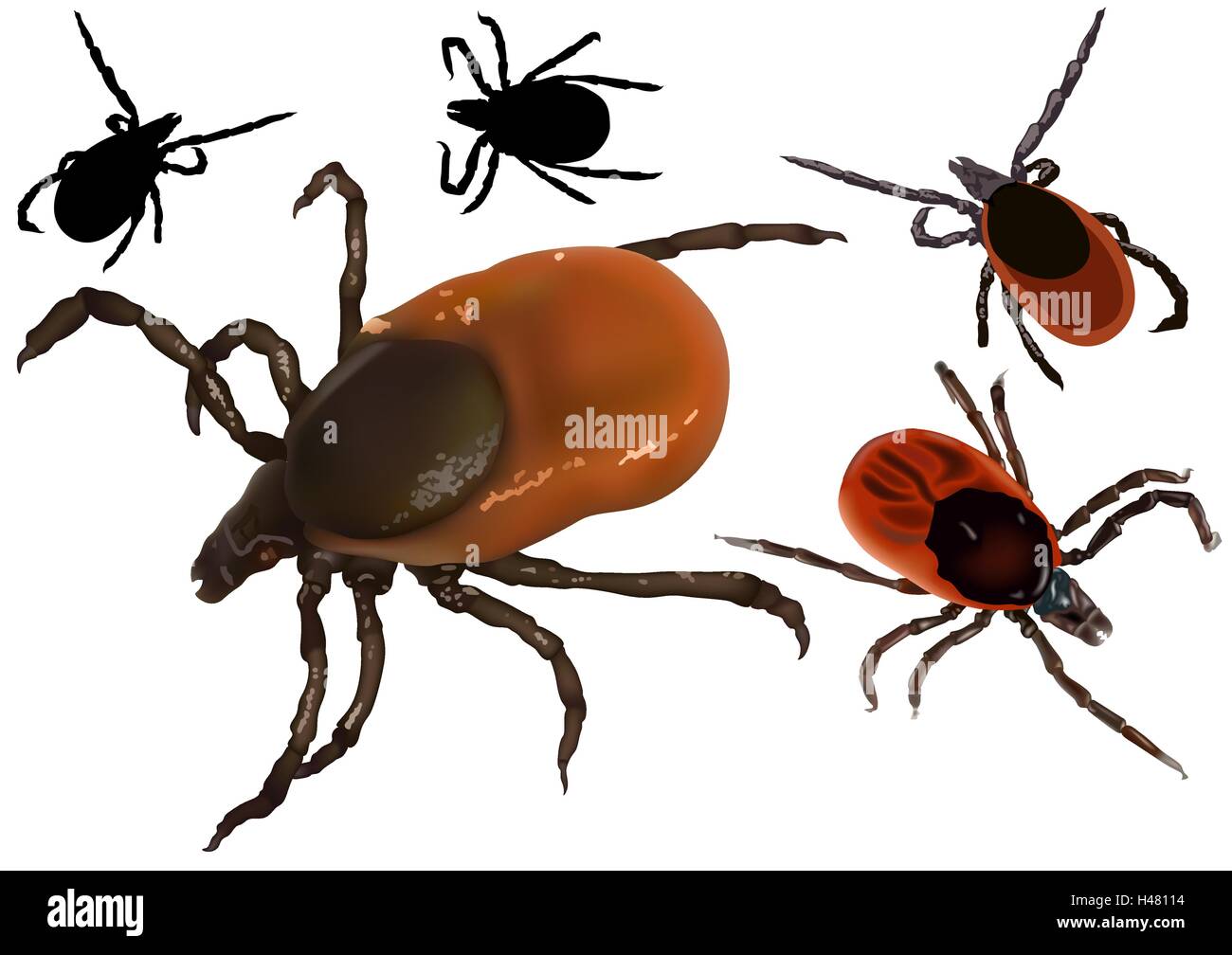 Tick insect close up Cut Out Stock Images & Pictures - Alamy