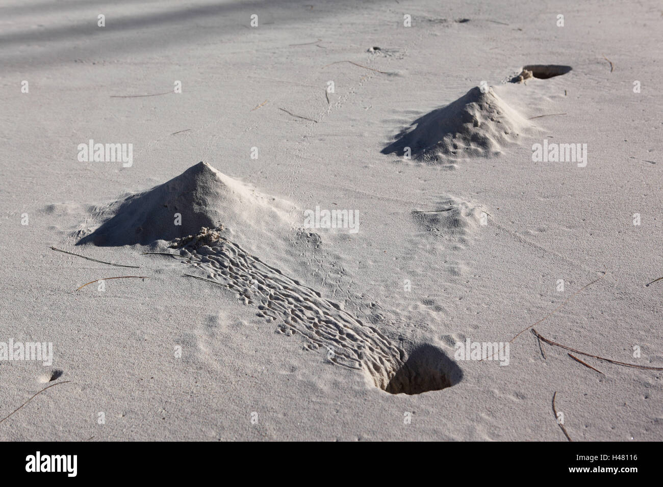 The Seychelles, La Digue, beach, crab tracks Stock Photo - Alamy