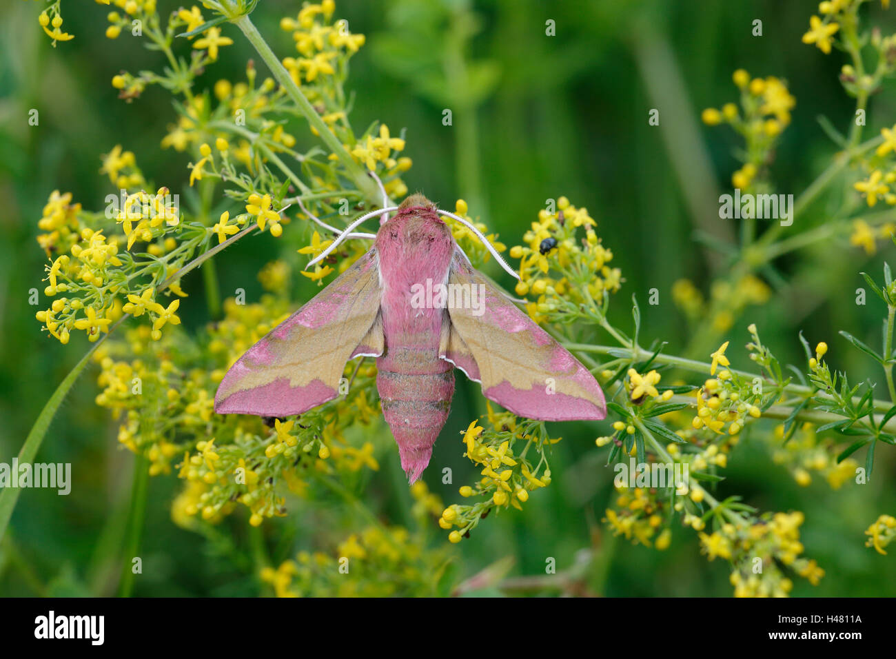 small elephant hawk moth (Deilephila porcellus) adult resting on ladies ...