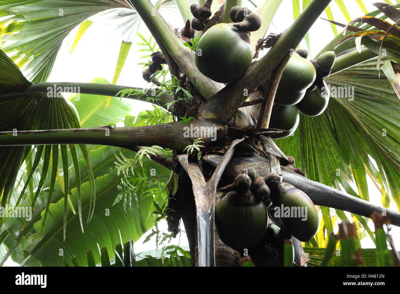 Coco de mer fruits hi-res stock photography and images - Alamy