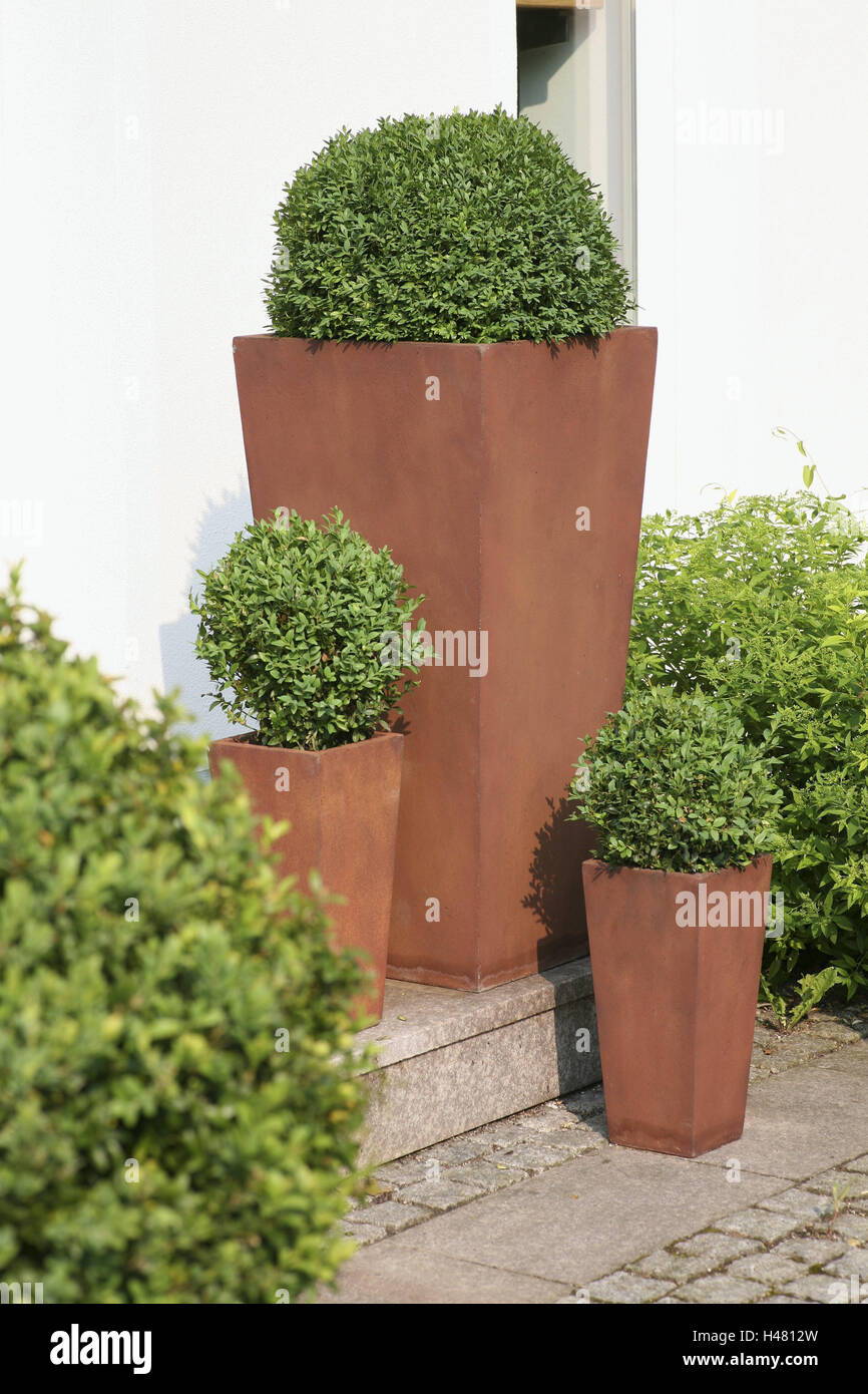 Conical box bush hi-res stock photography and images - Alamy