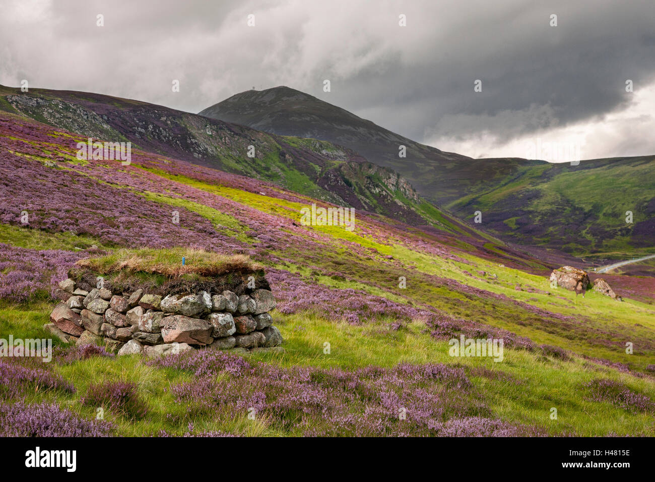 Stone built grouse butts, and flowering heather moor on the Invercauld ...