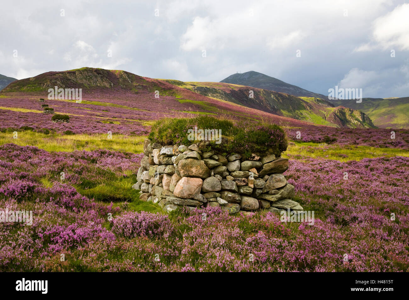 Stone built grouse butts, and flowering heather moor on the Invercauld ...