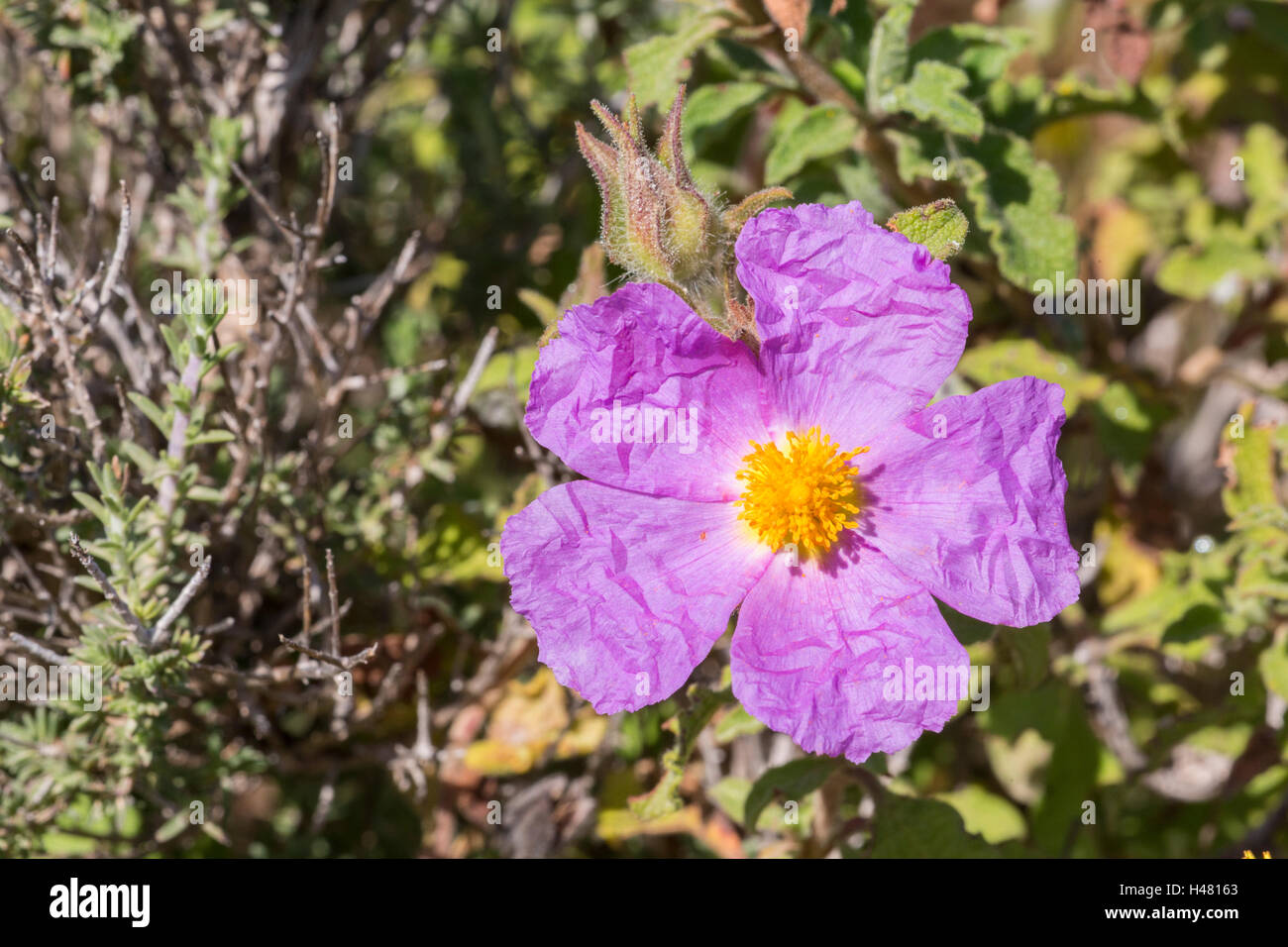 Cistus sp hi-res stock photography and images - Alamy
