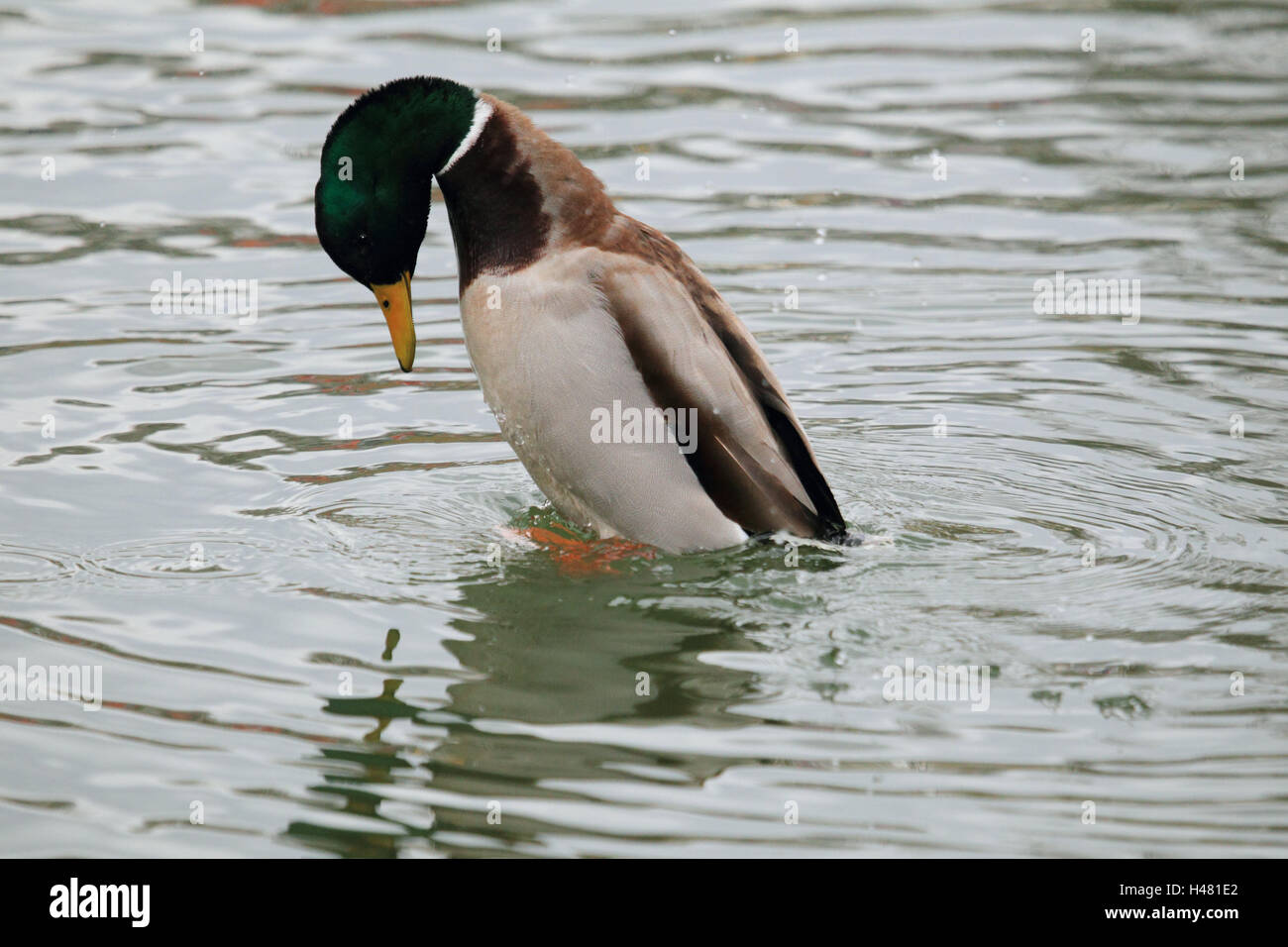 Mallard, side view, courtship display, landscape format, bird, wild ...