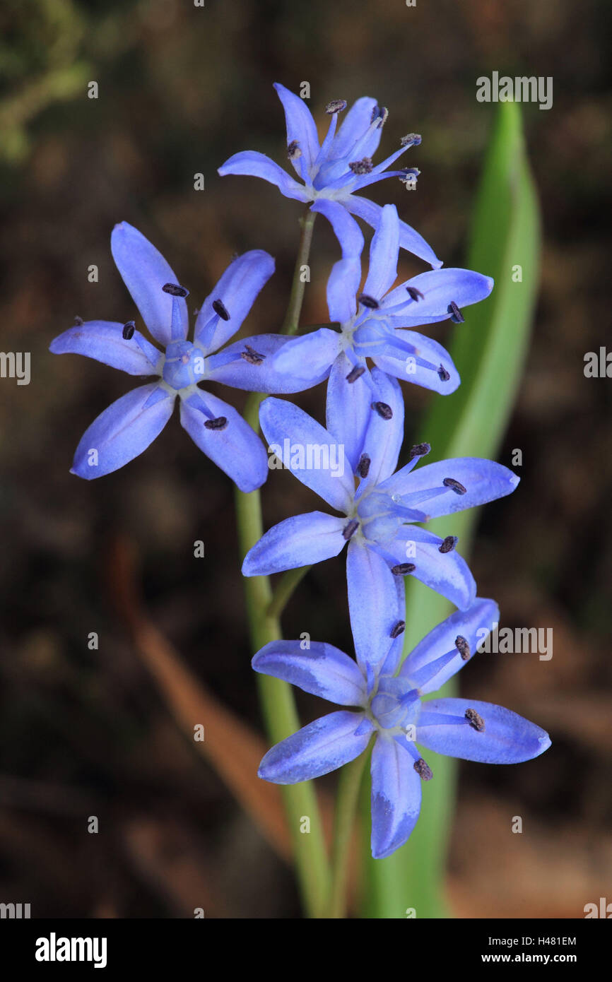 2-leaved sea bulb, blossom, to Blaustern, plants, flowers, blue ...