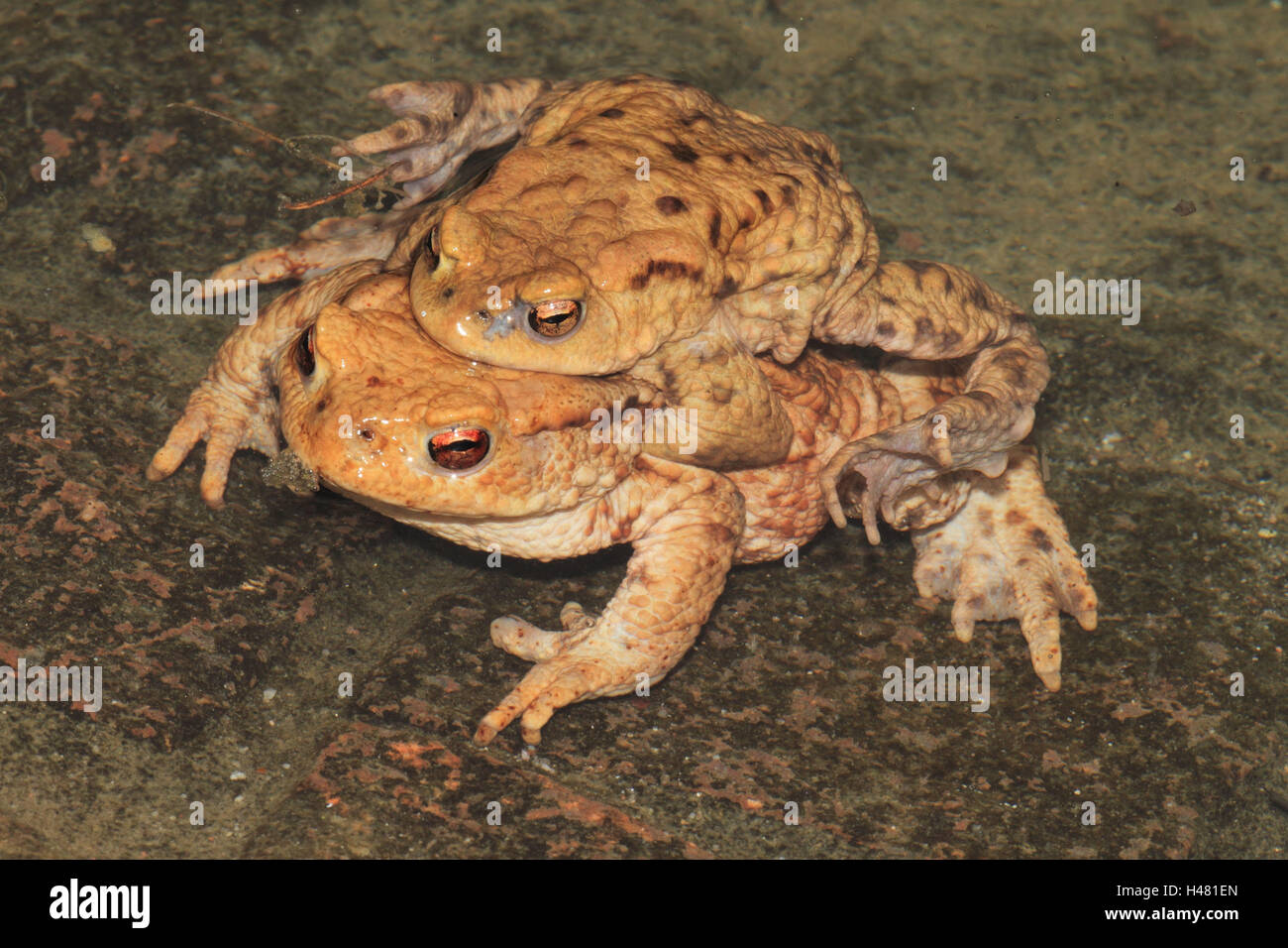 Earth toads, mating, landscape format, Germany, animal, wild animal, amphibians, toads, medium ...
