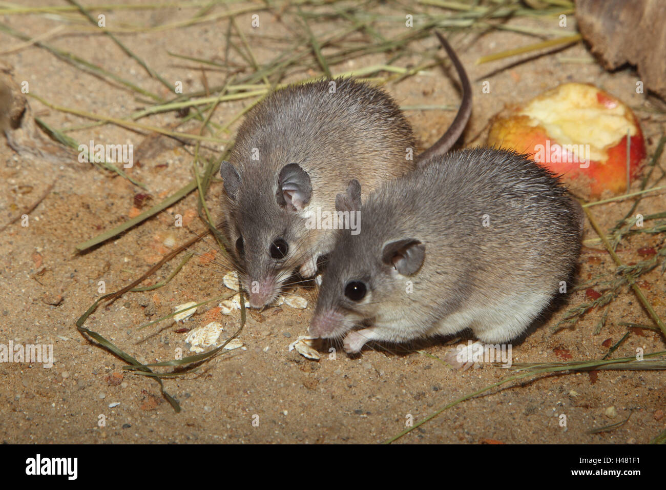 Sting mice, medium close-up, Acomys, landscape format, mouse, animal ...