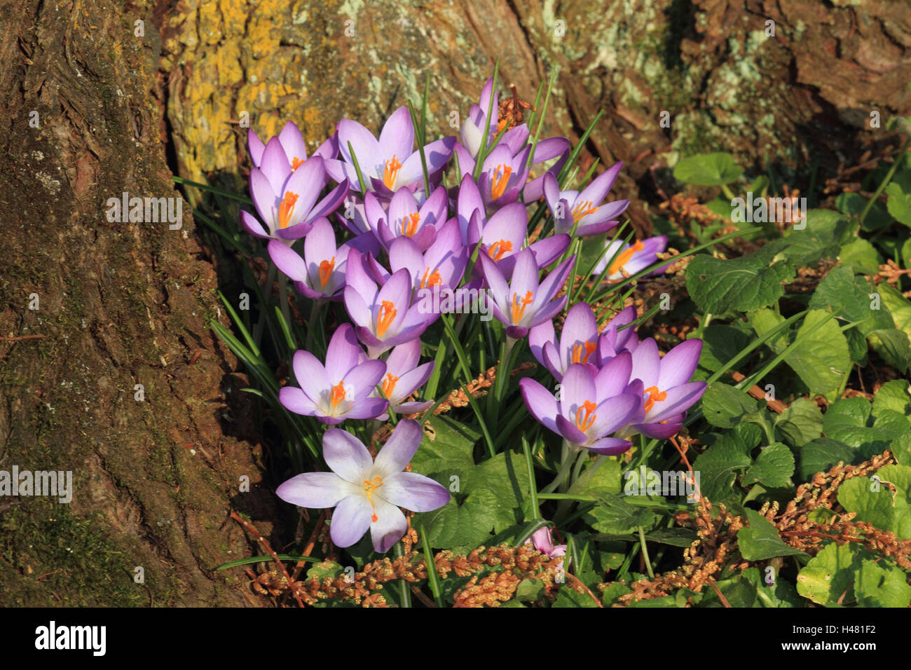 Crocuses, blossom, landscape format, group, plants, spring crocuses ...