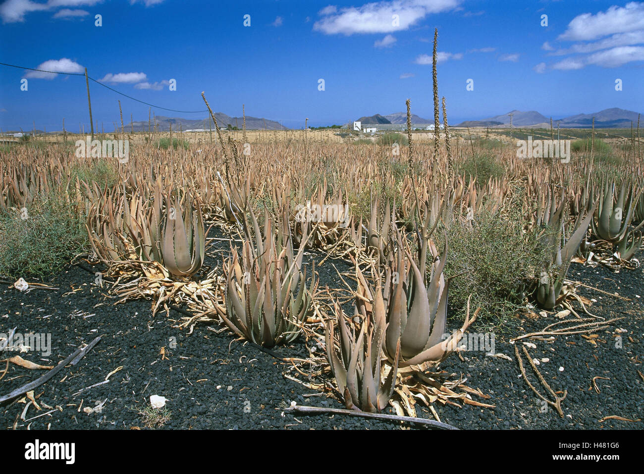 Spain, the Canaries, island Fuerteventura, farm, field, cultivation ...