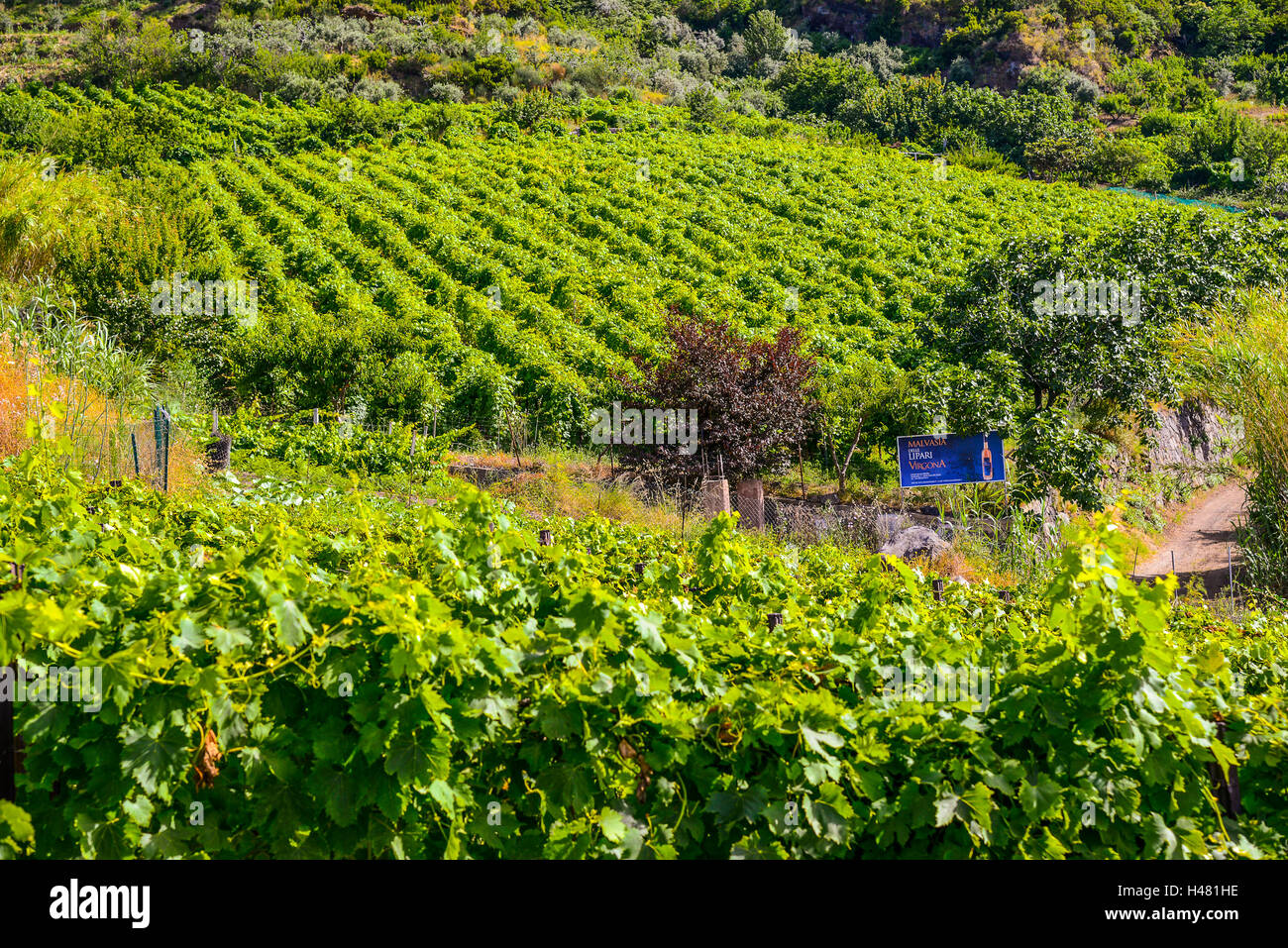 Italy Sicily Aeolian Archipelago Salina Island The village of Malfa ...