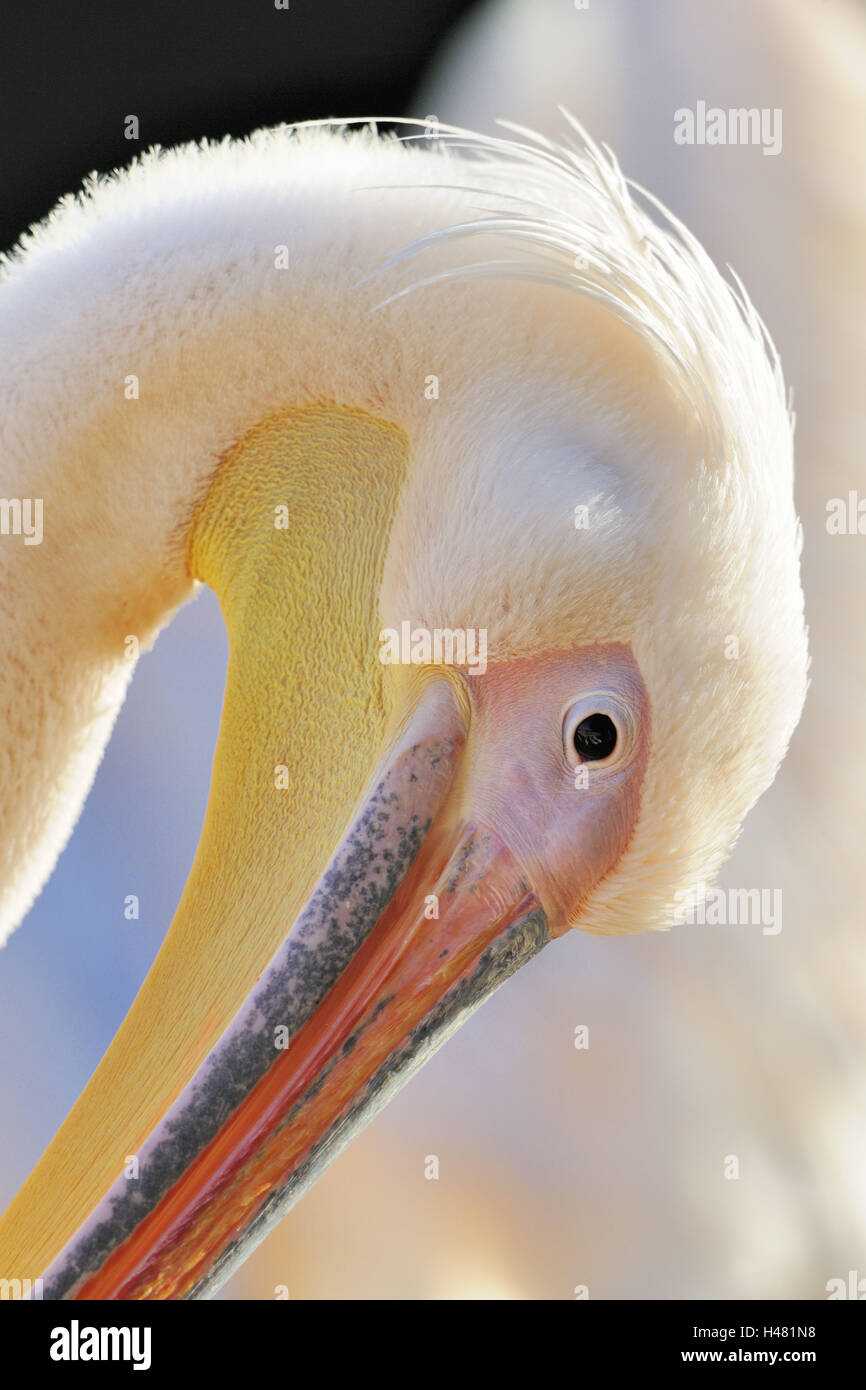 Rose's pelican, Pelecanus onocrotalus, portrait Stock Photo - Alamy