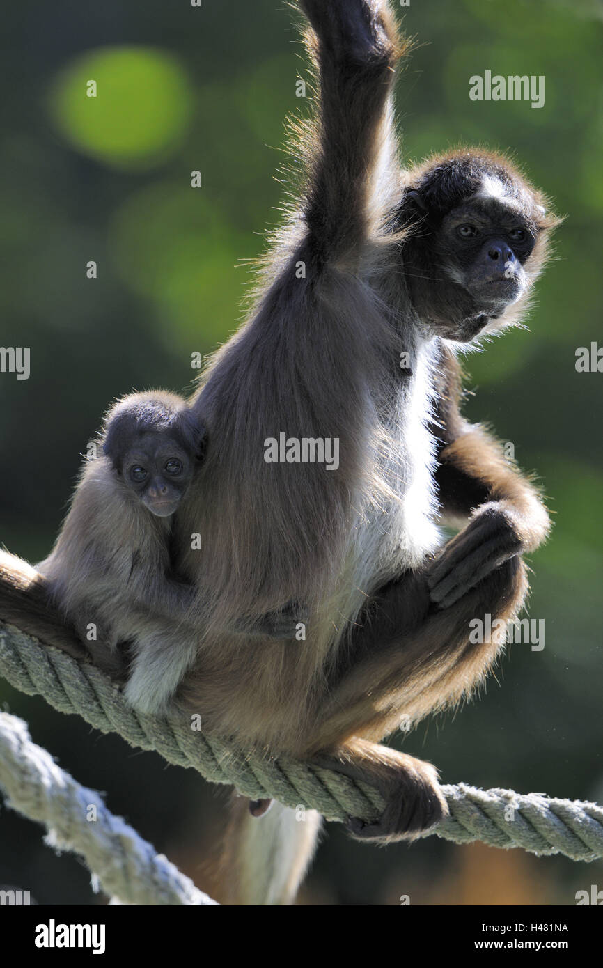 Golden forehead at symbols, Ateles hybridus Stock Photo - Alamy