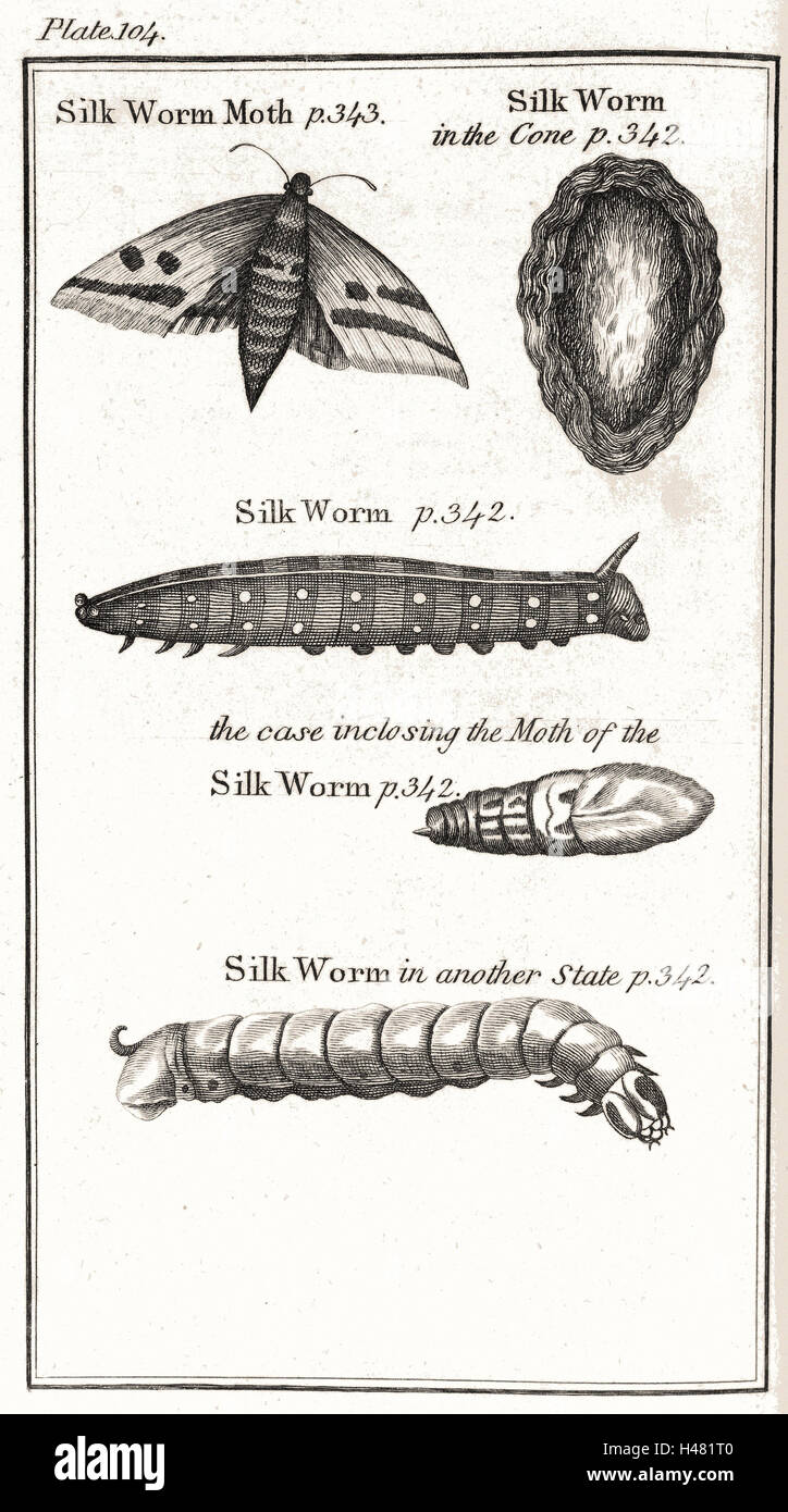 Illustration of silkworm moth Stock Photo - Alamy