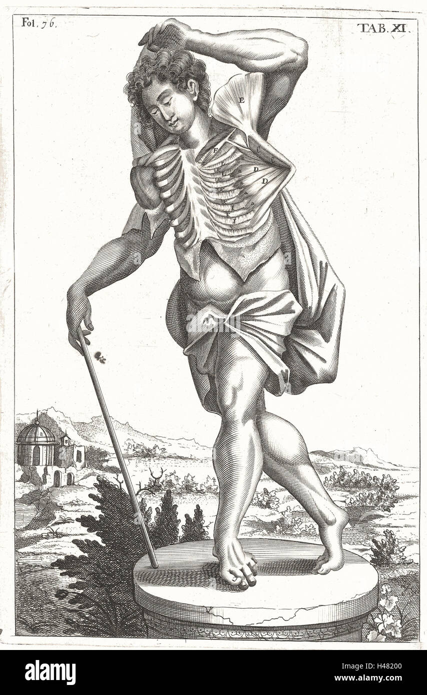 Anatomical illustration showing muscles of the upper torso Stock Photo ...