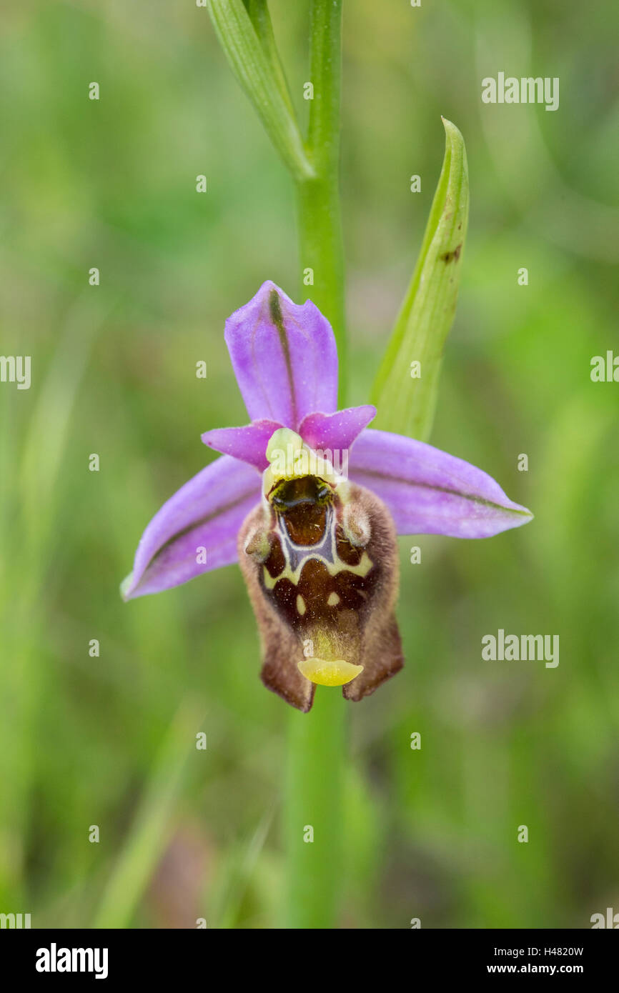 Ophrys episcopalis orchid growing on hillside, Crete, Greece Stock ...