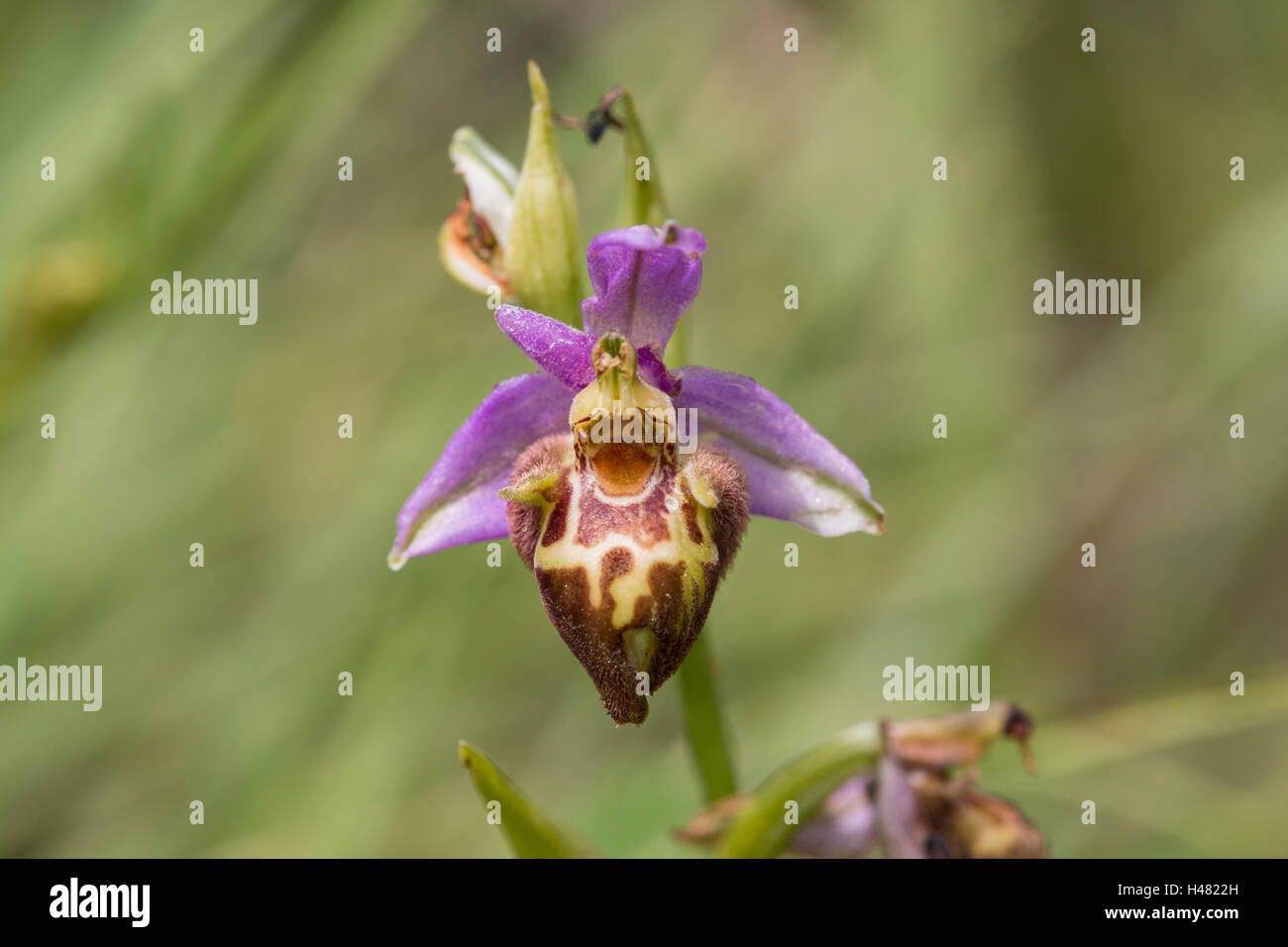 Ophrys heldreichii orchid flower growing on hillside. Crete, Greece ...