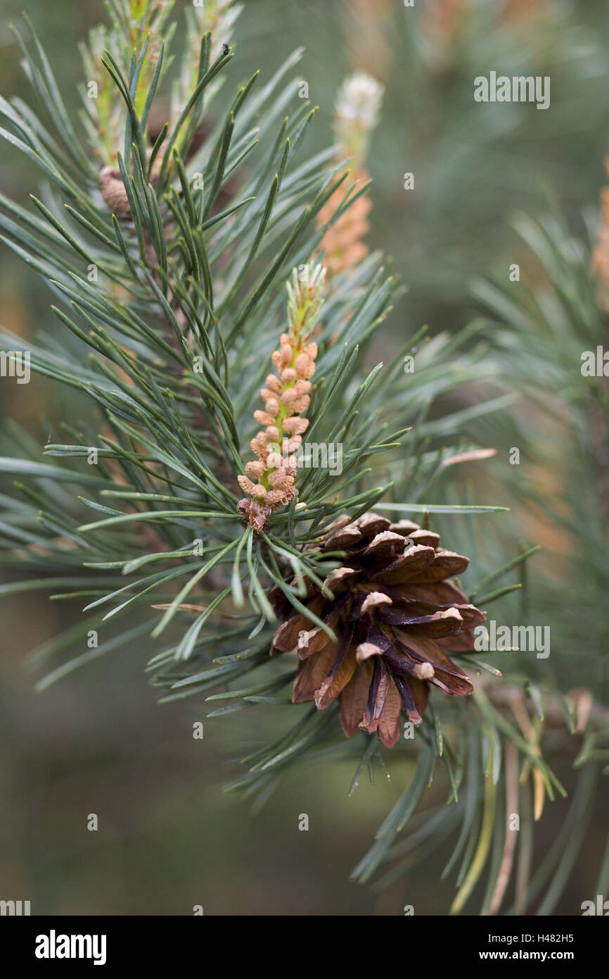 Pine cones, close-up Stock Photo - Alamy