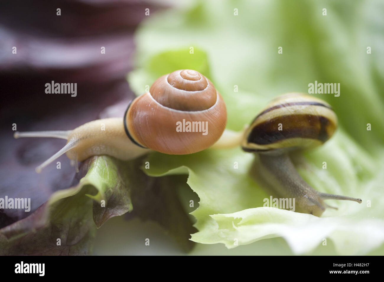Escargots, salad leaves Stock Photo - Alamy