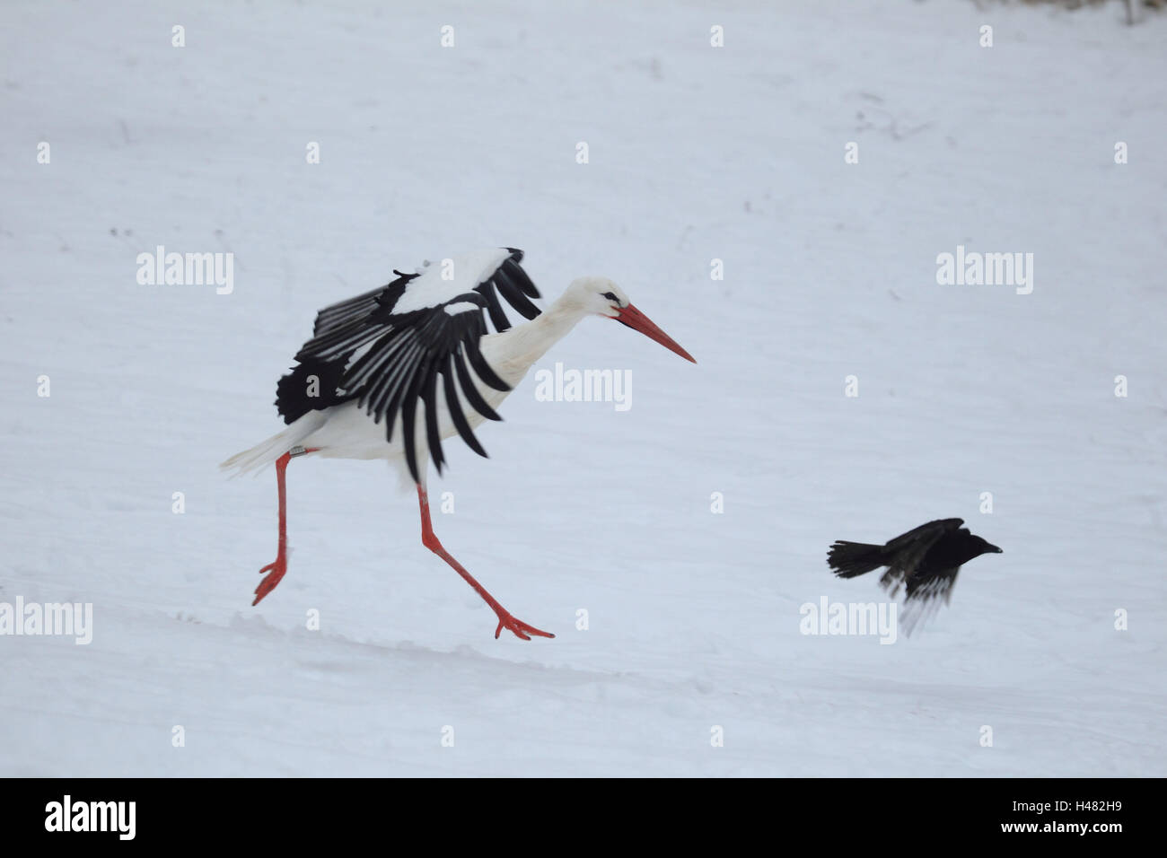 Stork in side view hi-res stock photography and images - Alamy