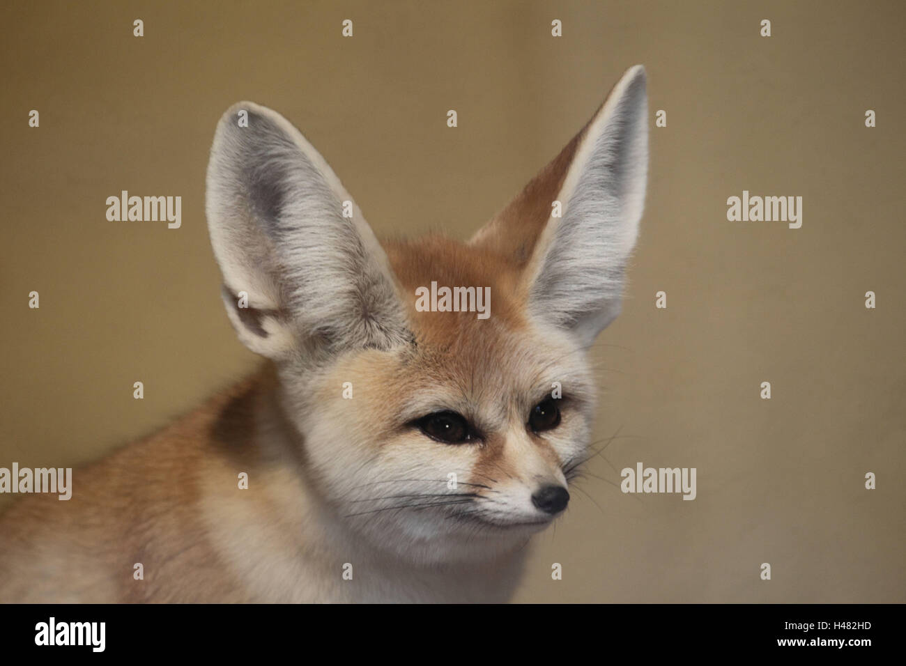 Fennek hi-res stock photography and images - Alamy