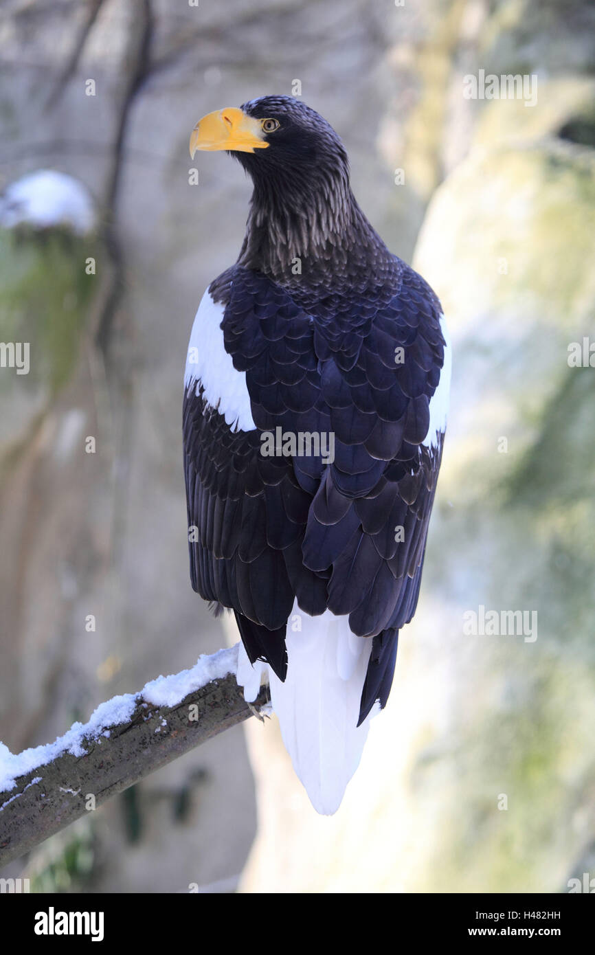 Eagle back side hi-res stock photography and images - Alamy