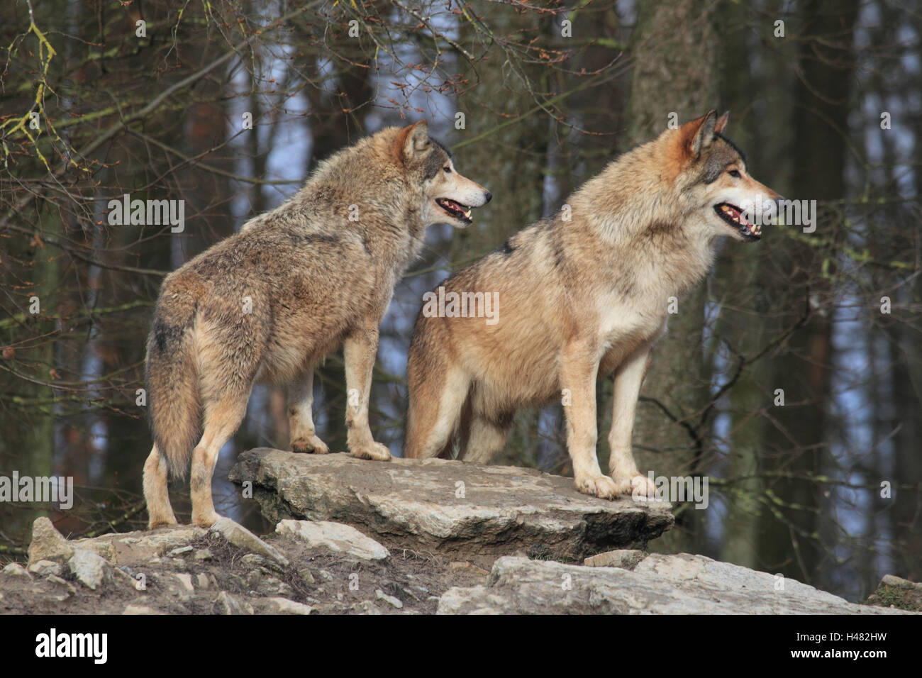 Two wolves stand on rocks Stock Photo - Alamy