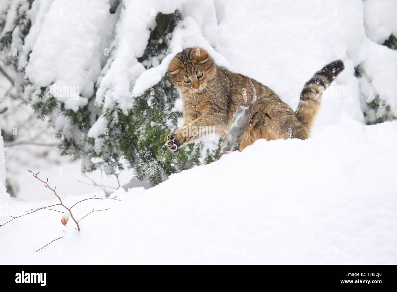 Wildcat With Prey Snow Stock Photos & Wildcat With Prey Snow Stock ...