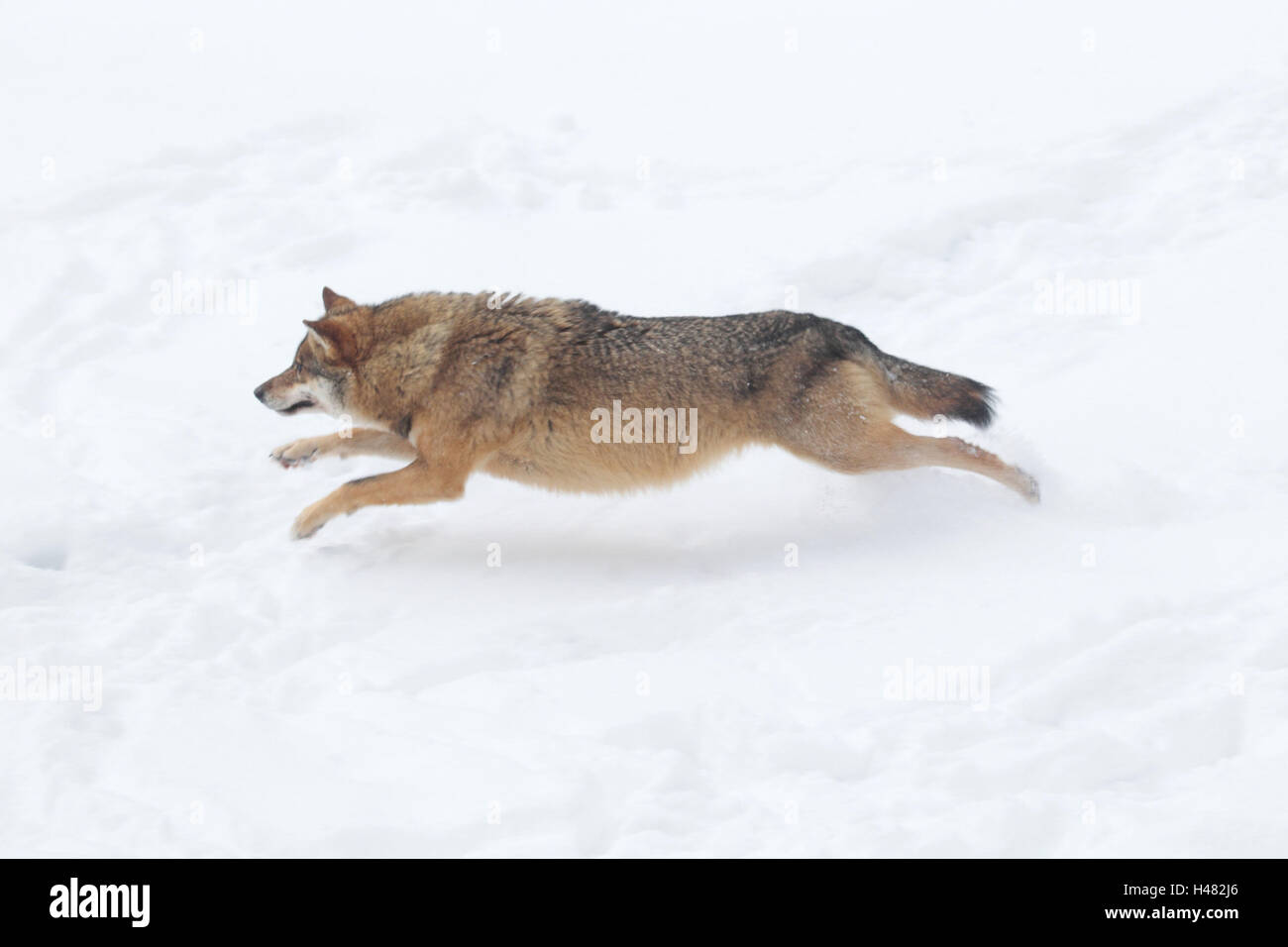 Wolf runs in the snow Stock Photo - Alamy