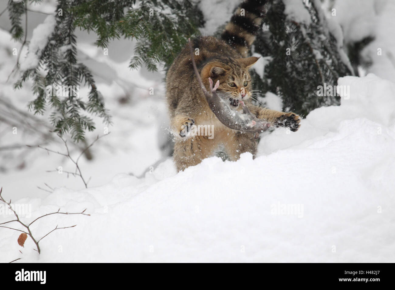 Wildcat with prey snow hi-res stock photography and images - Alamy