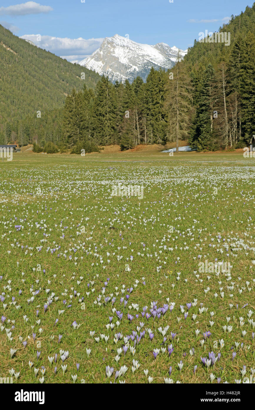 Crocus meadow in front of mountain wood Stock Photo - Alamy