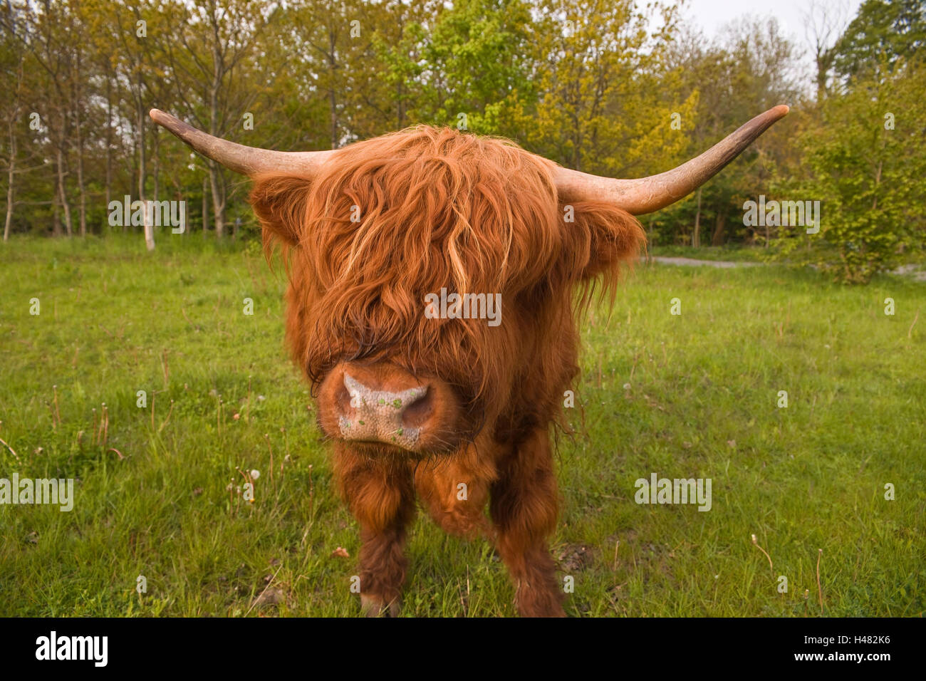Denmark, Galloway cattle Stock Photo - Alamy