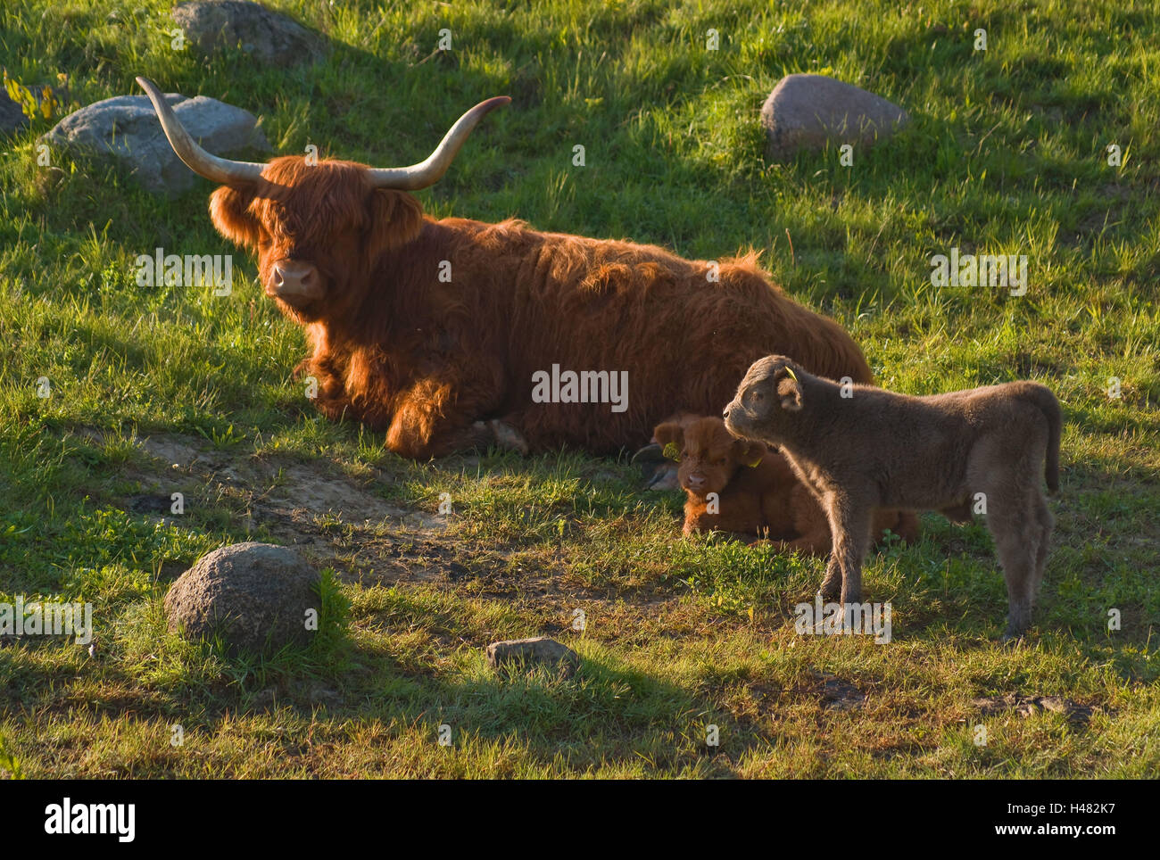 Denmark, Galloway cattles Stock Photo - Alamy