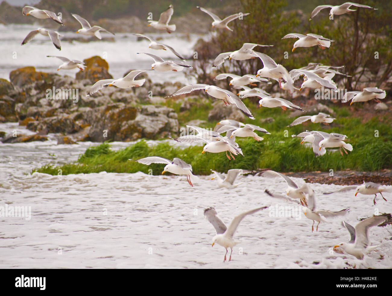 Denmark, coast, gulls, stormily Stock Photo - Alamy