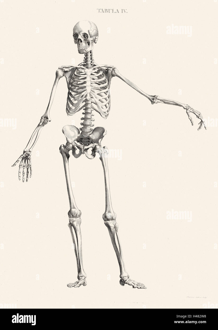 Human skeleton standing anatomy engraving hi-res stock photography and ...