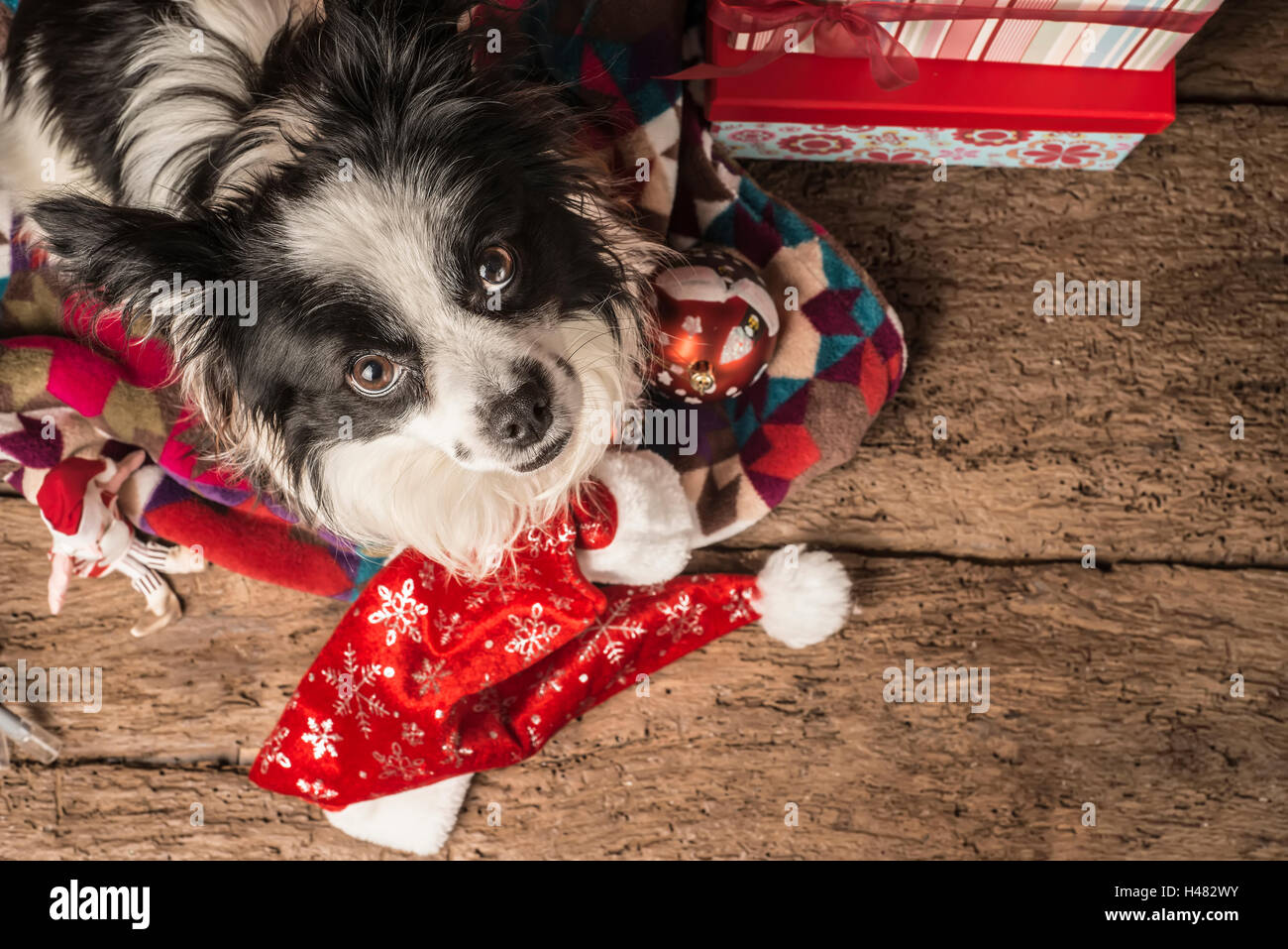 Postcards of dogs hi-res stock photography and images - Alamy