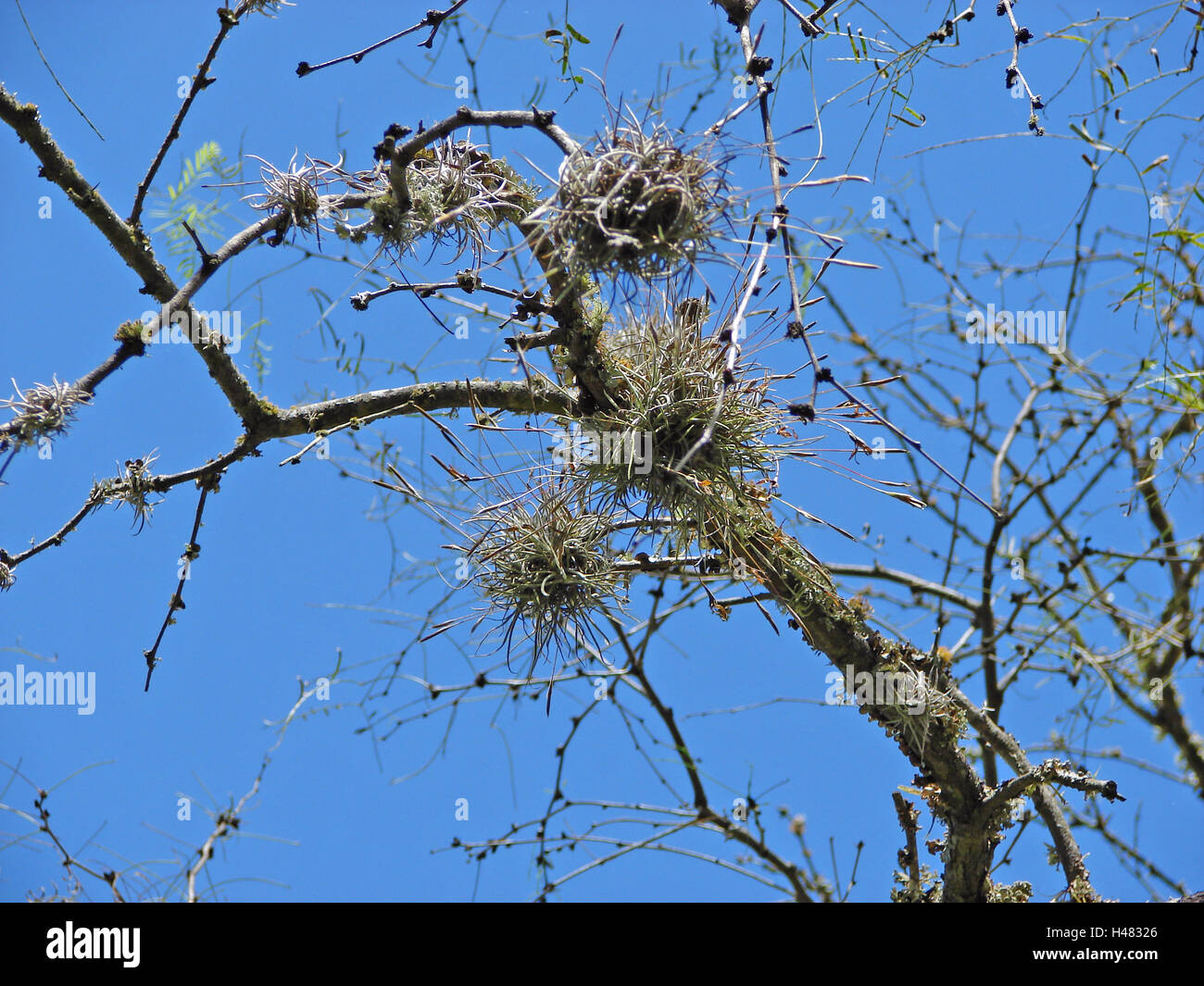 Ball Mose in the branches of an Oak Tree Stock Photo - Alamy