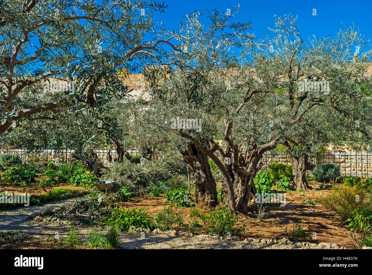 The Gethsemane Garden located at the foot of the Mount of Olives ...
