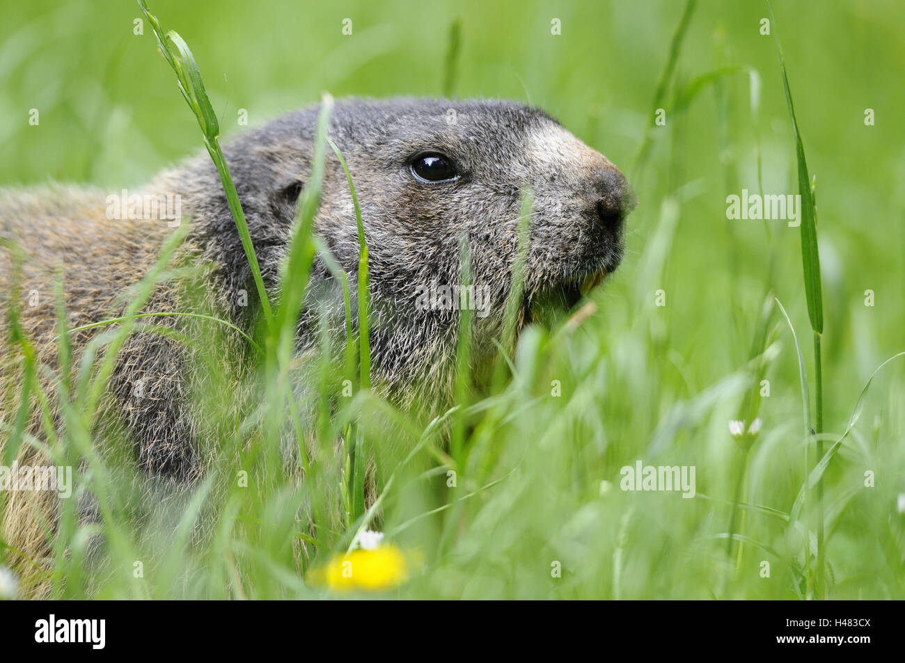 Alpine marmot, Marmota marmota, portrait, side view, looking at camera ...