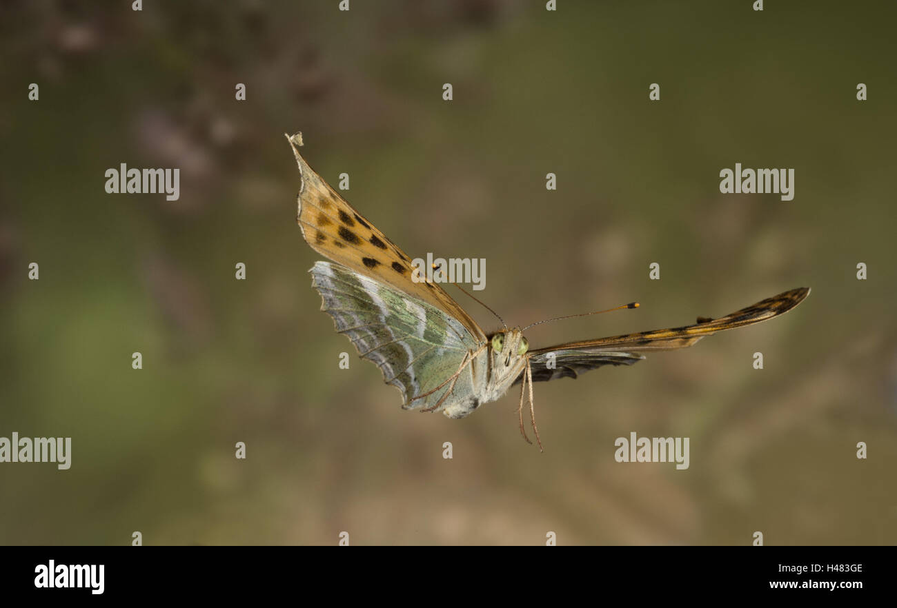 silver-washed fritillary, Argynnis paphia, in flight Stock Photo - Alamy