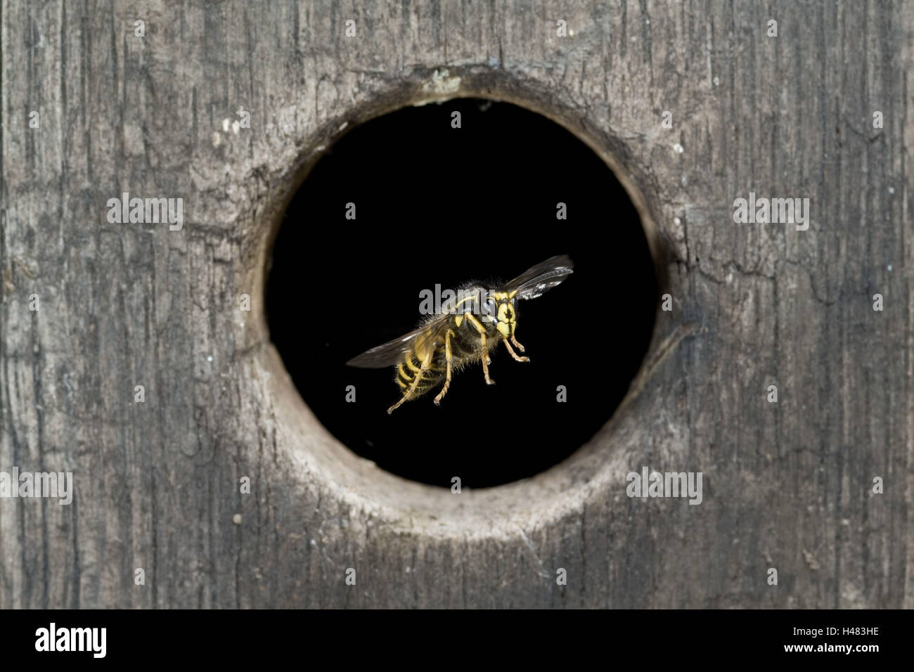Saxon wasp, Dolichovespula saxonica, in flight Stock Photo - Alamy