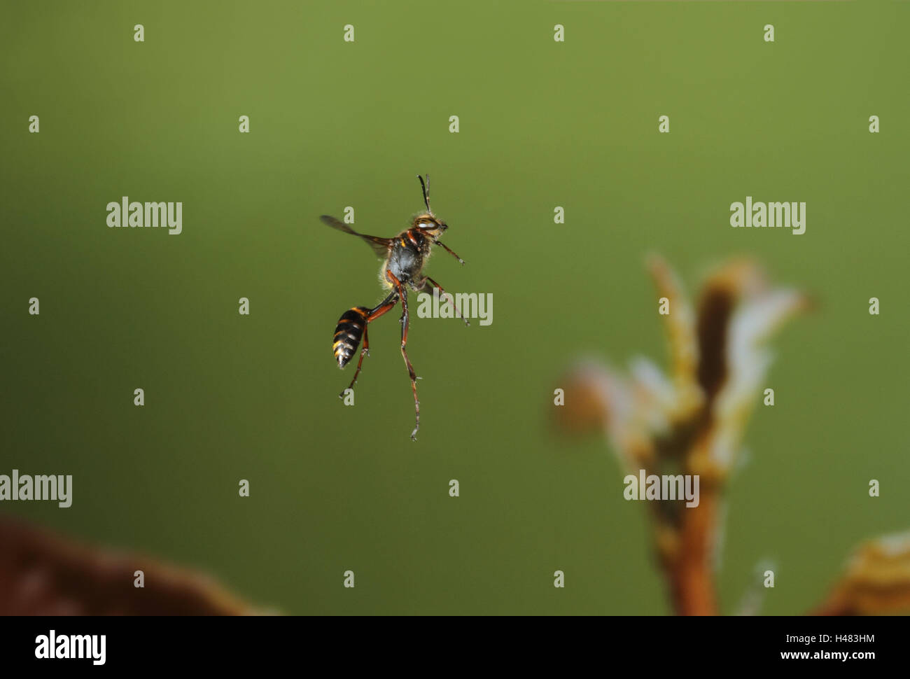 Oriental mortar wasp, Sceliphron curvatum, in the flight Stock Photo ...