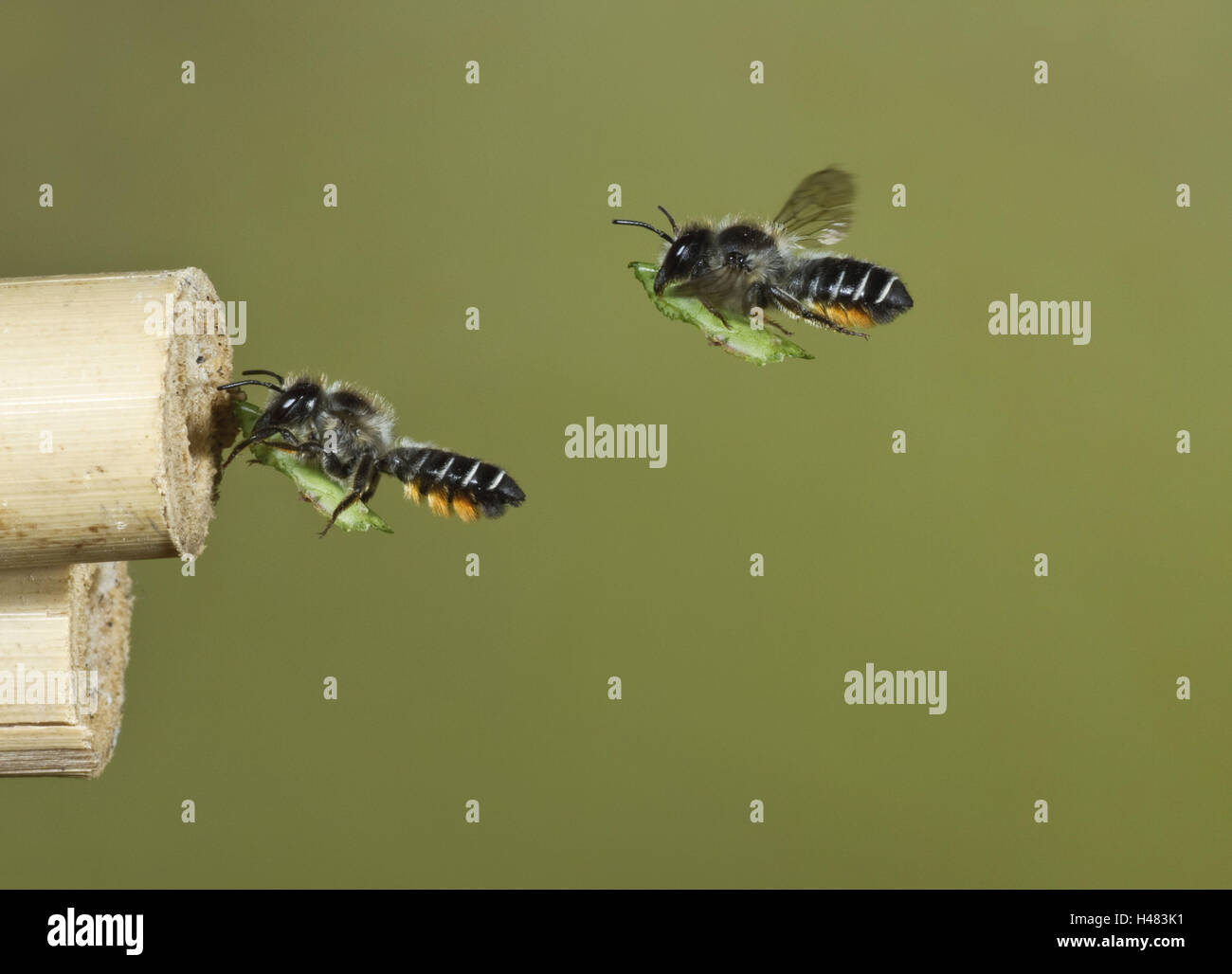 Megachile in flight Stock Photo - Alamy