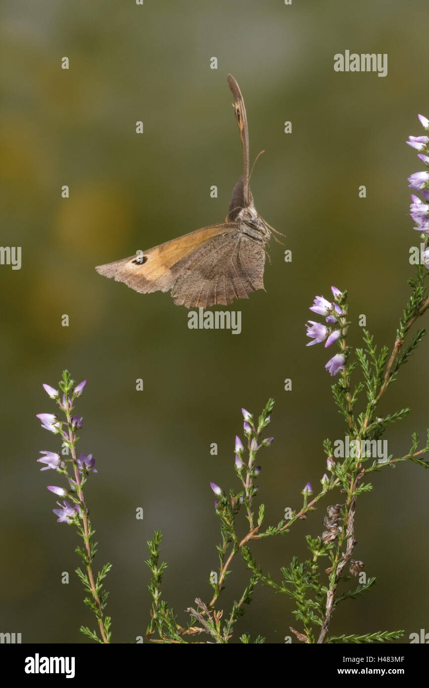 meadow brown butterfly, Maniola jurtina, in flight Stock Photo - Alamy