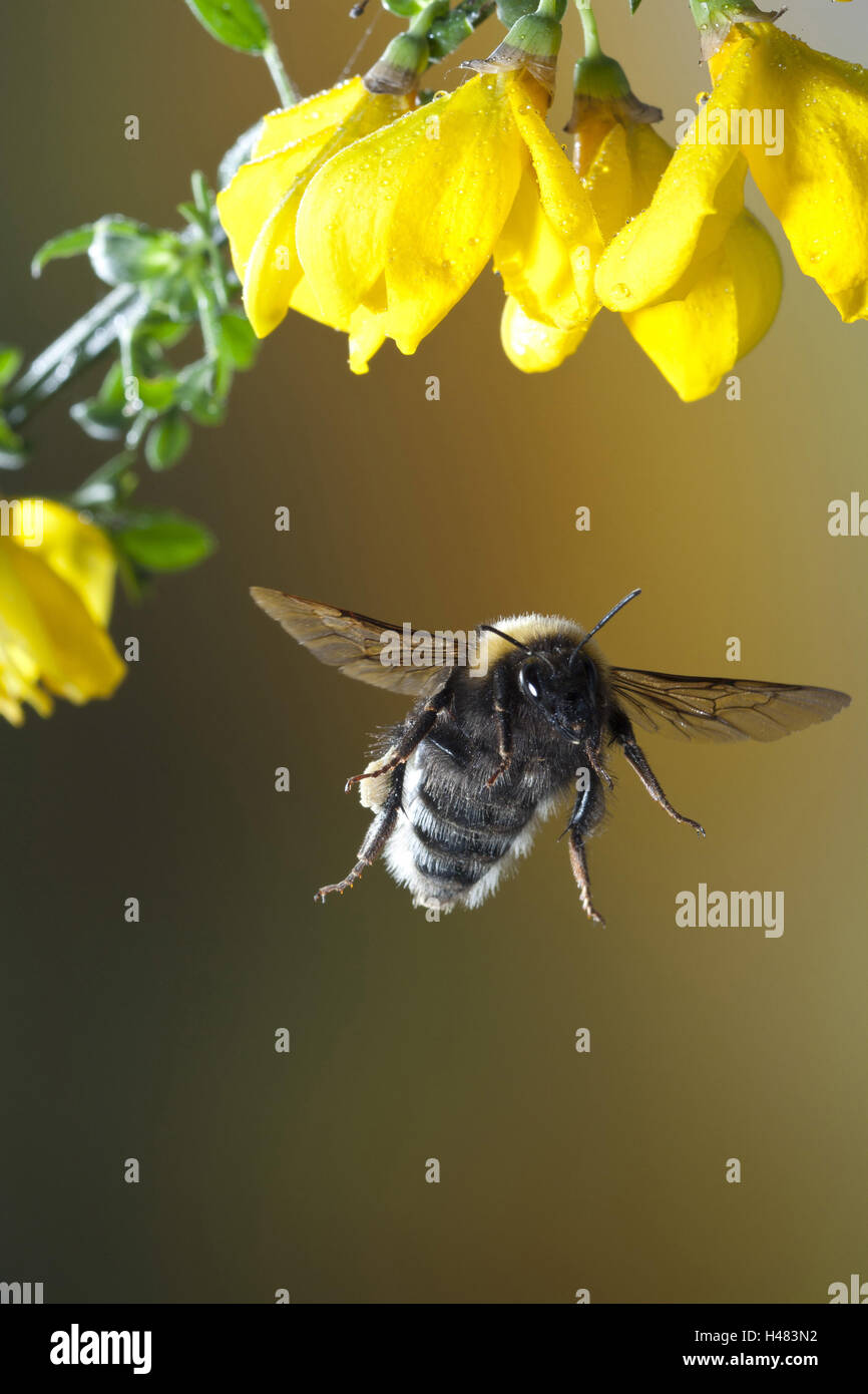 large earth bumblebee, Bombus terrestris, in flight Stock Photo - Alamy