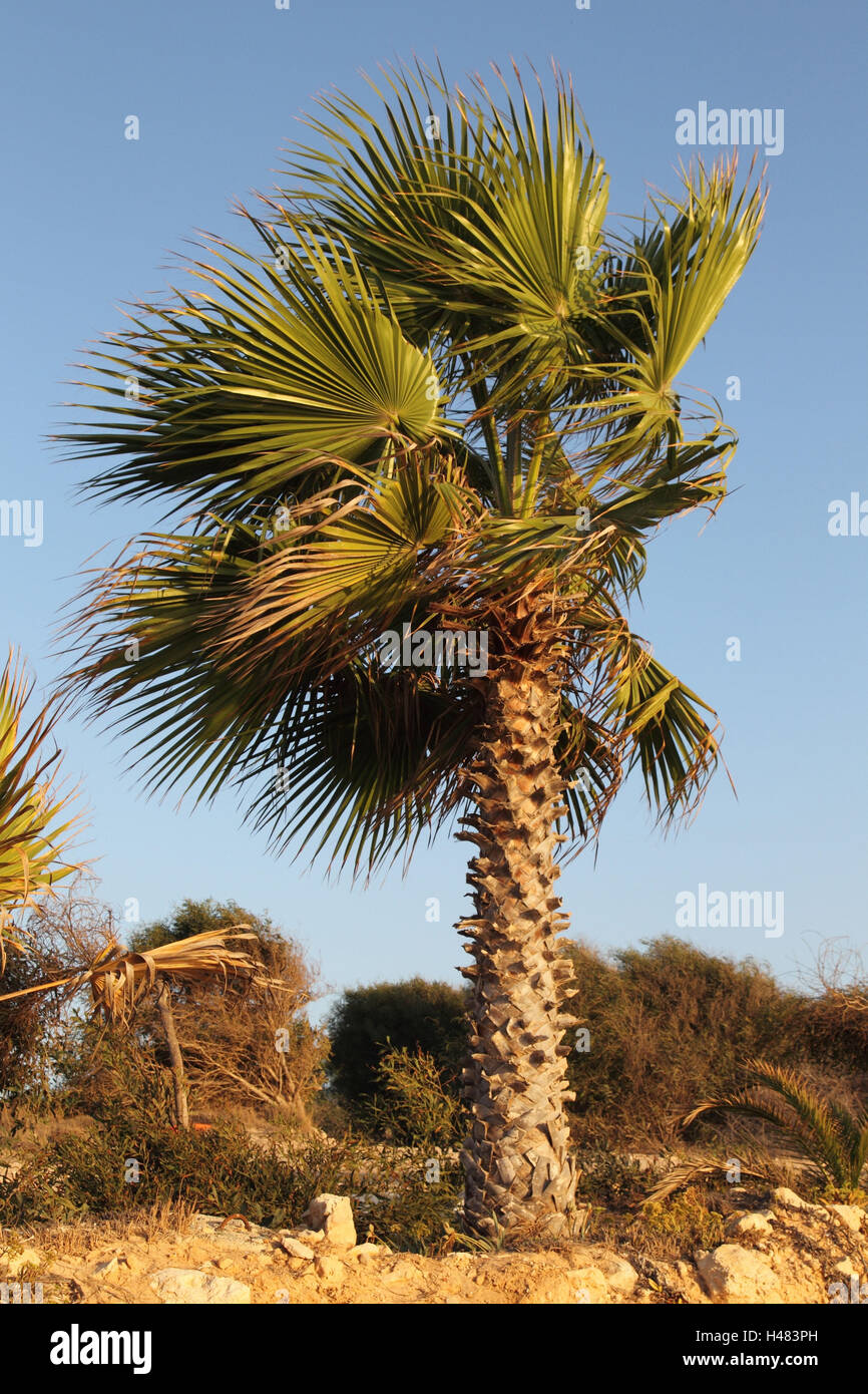 Palm trees cyprus hi-res stock photography and images - Alamy