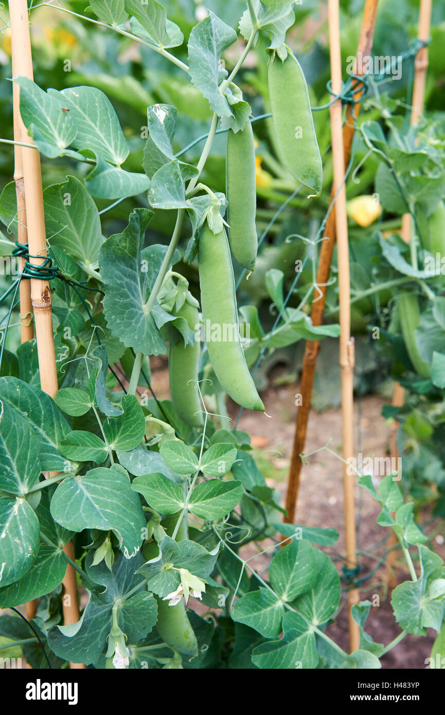 Pea patch gardens hi-res stock photography and images - Alamy