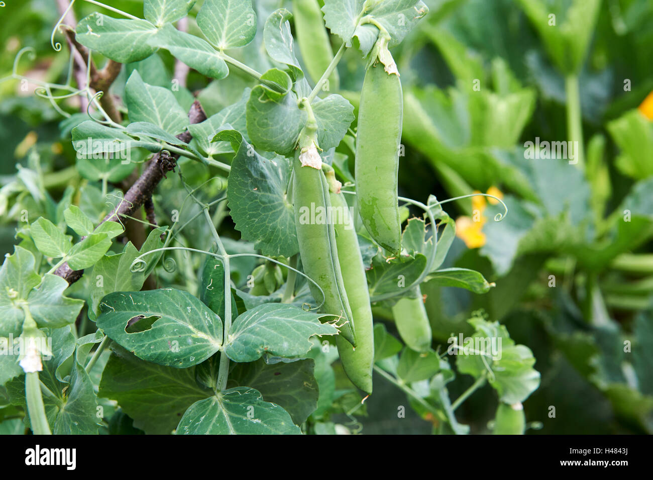 Pea Plants 'Premium' in Vegetable Patch, UK Stock Photo - Alamy