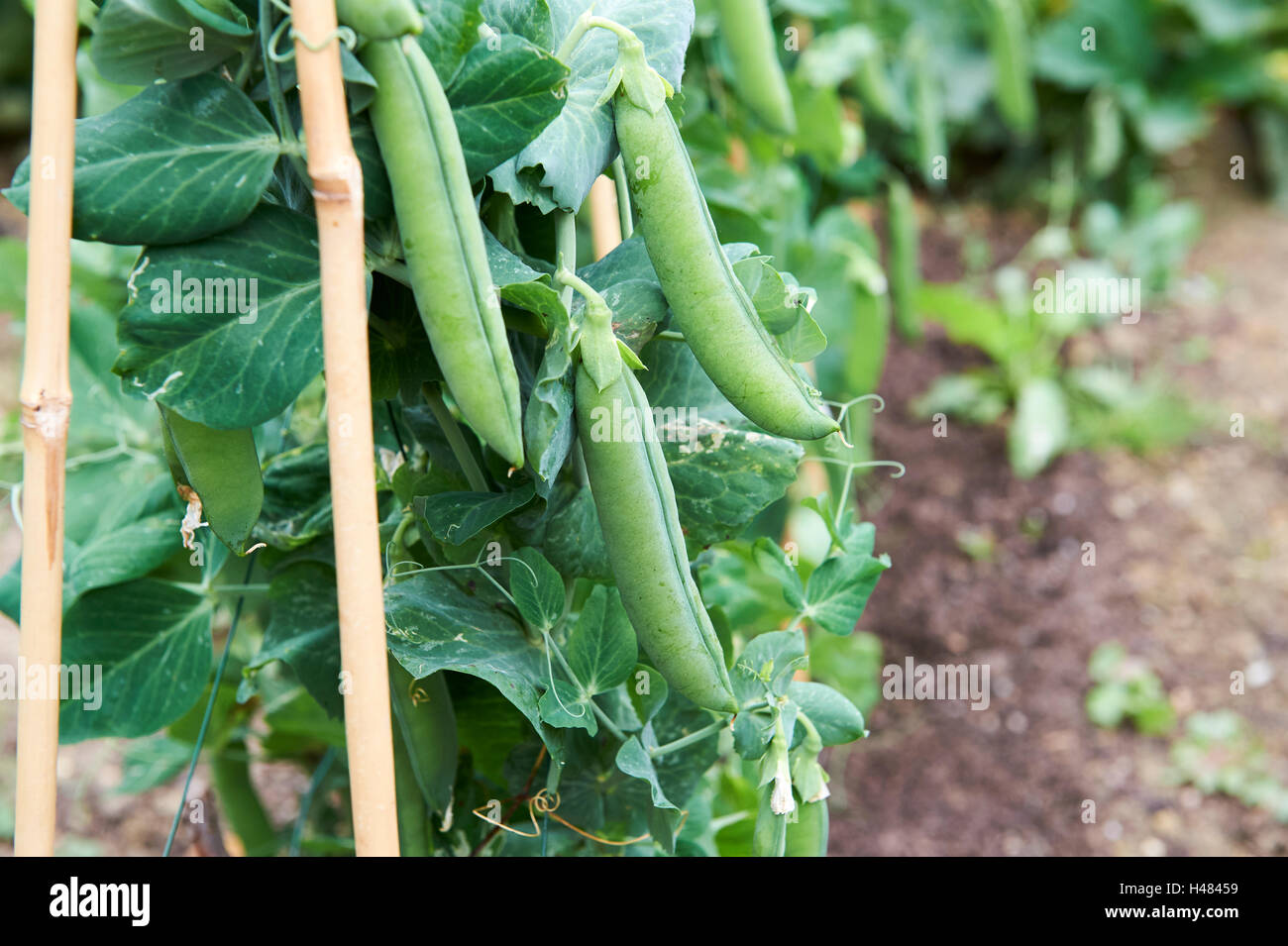 Pea Plants 'Premium' in Vegetable Patch, UK Stock Photo - Alamy